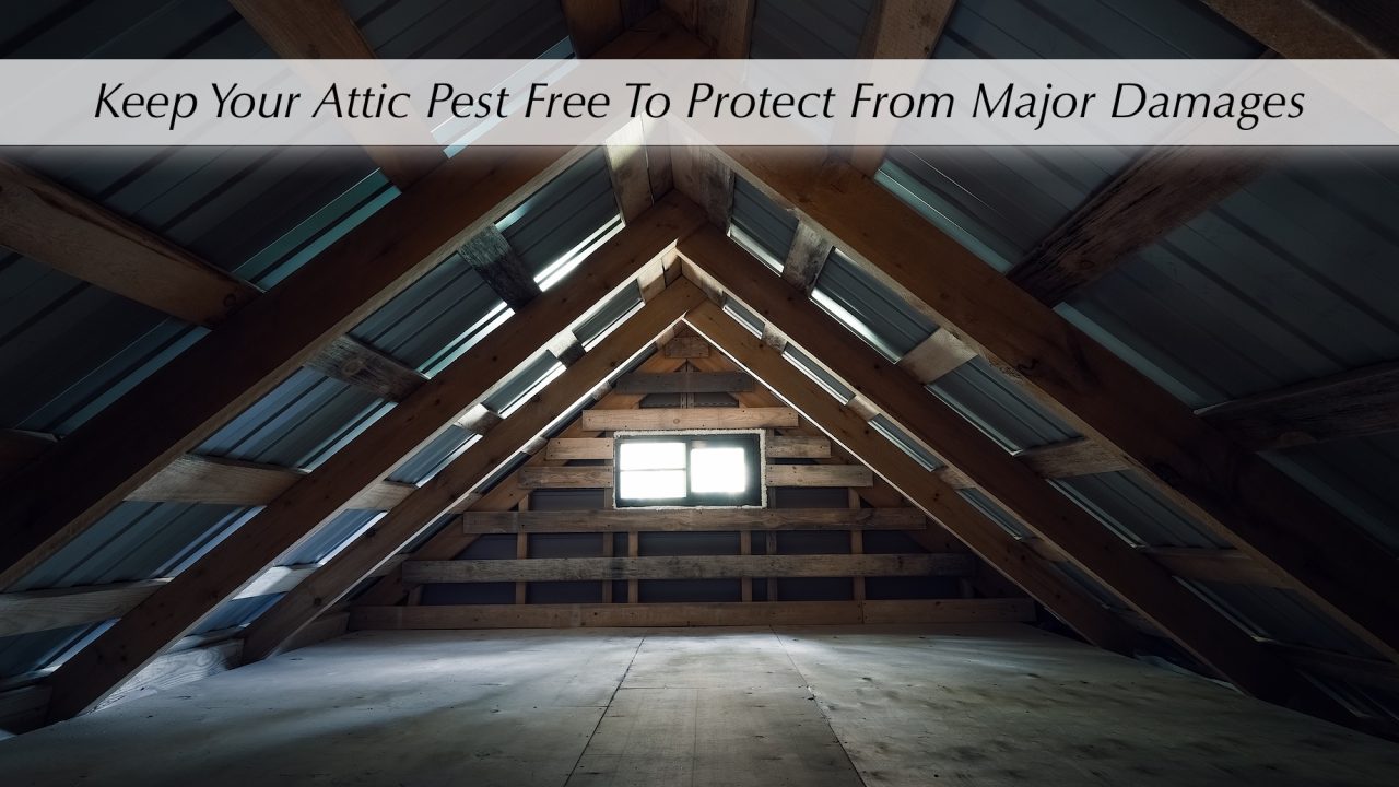 Keep Your Attic Pest Free to Protect From Major Damages – The Pinnacle List
