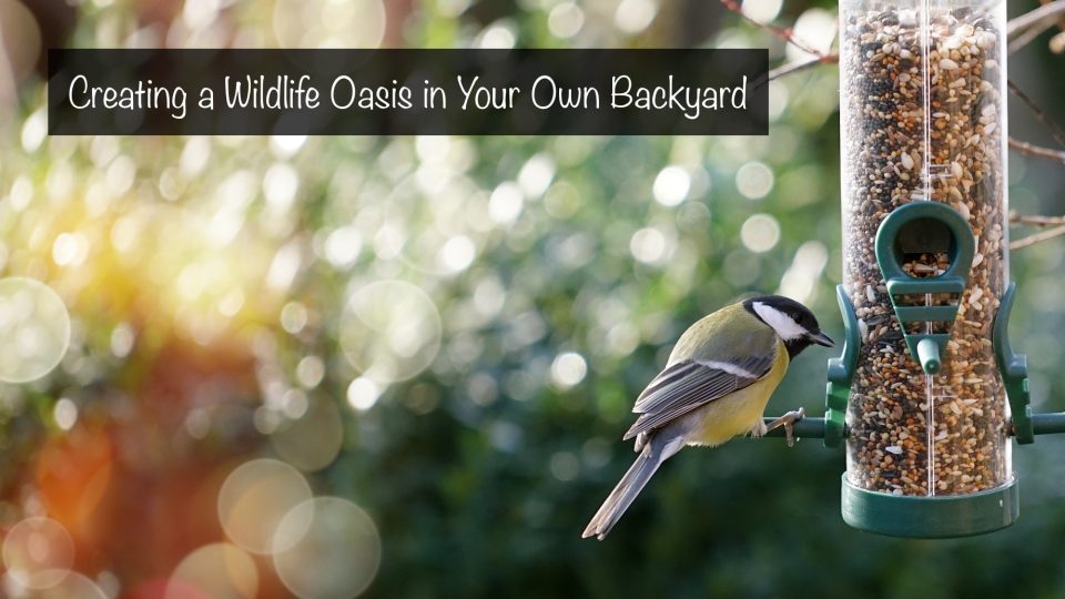 Creating a Wildlife Oasis in Your Own Backyard – The Pinnacle List