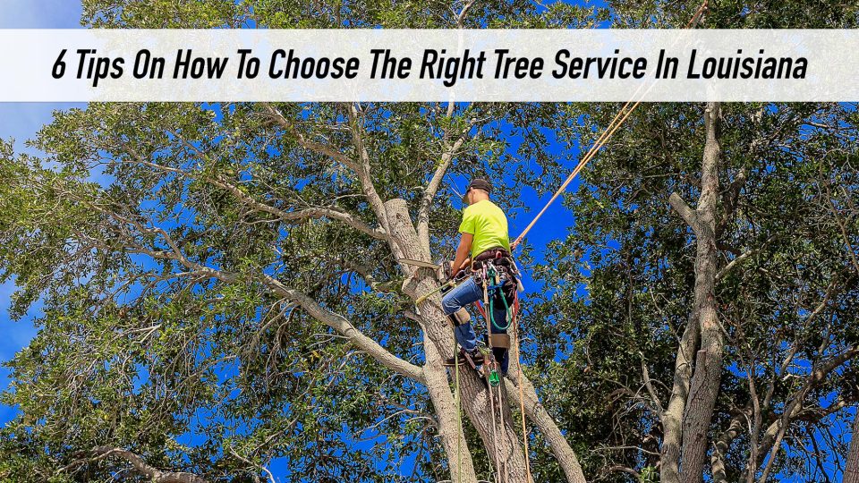 6 Tips On How To Choose The Right Tree Service In Louisiana – The ...