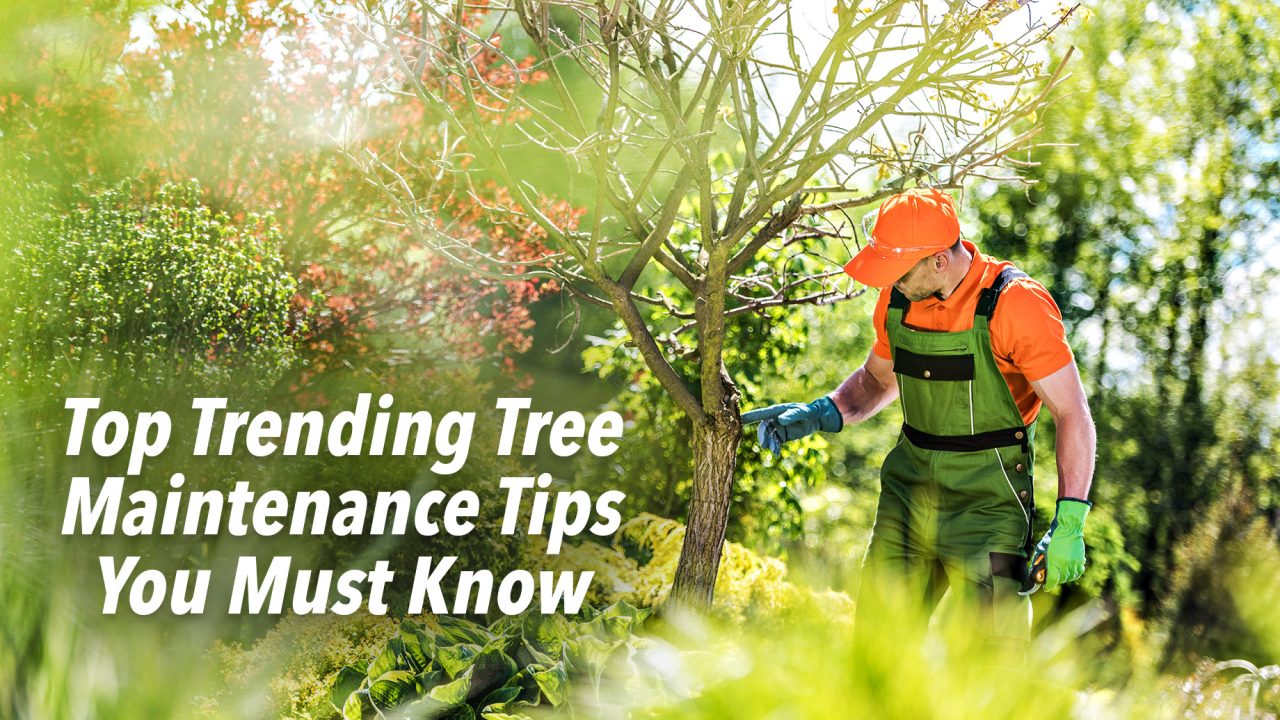 Top Trending Tree Maintenance Tips You Must Know – The Pinnacle List