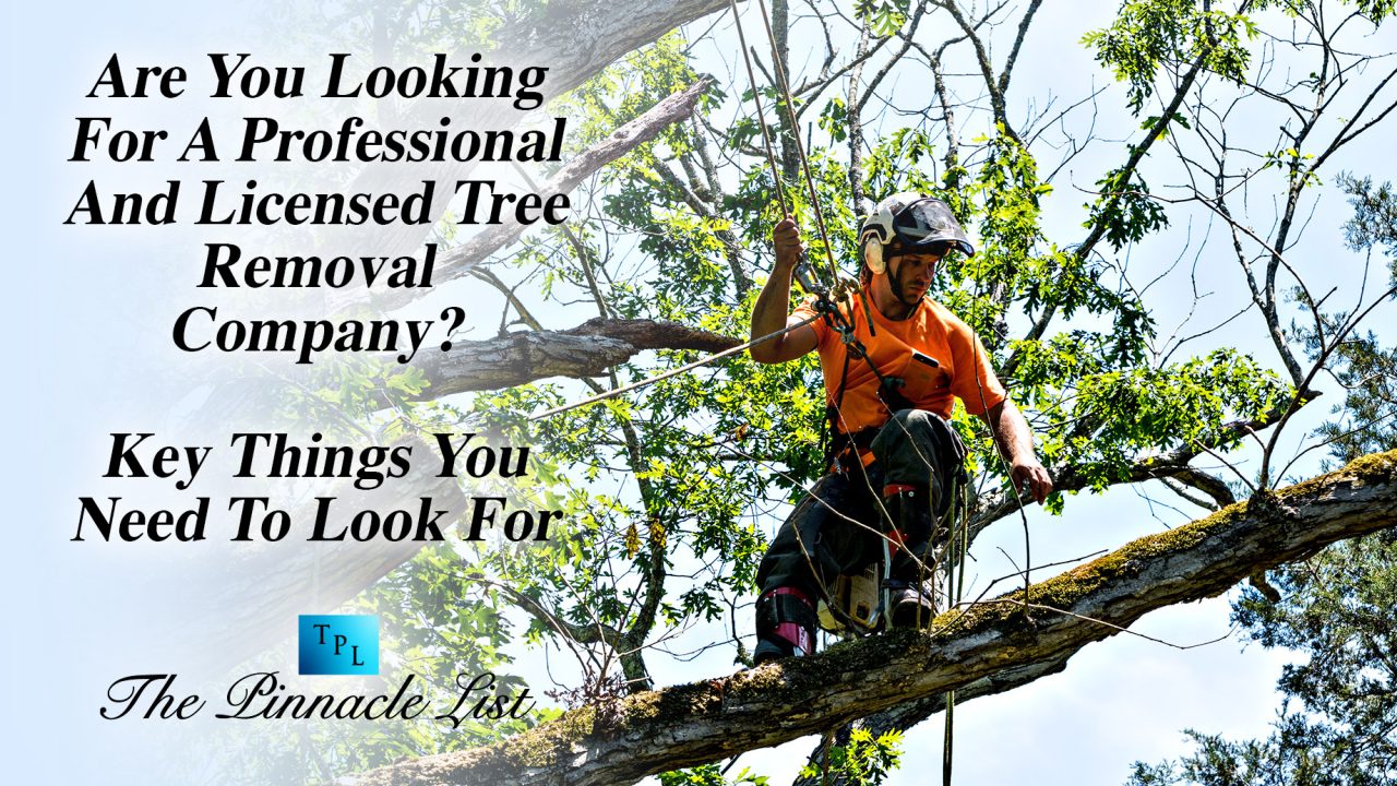 Are You Looking For A Professional And Licensed Tree Removal Company? Key Things You Need To ...