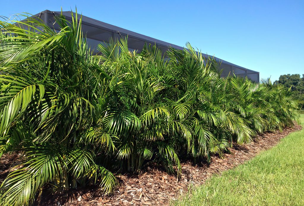 Areca Palm – The Pinnacle List