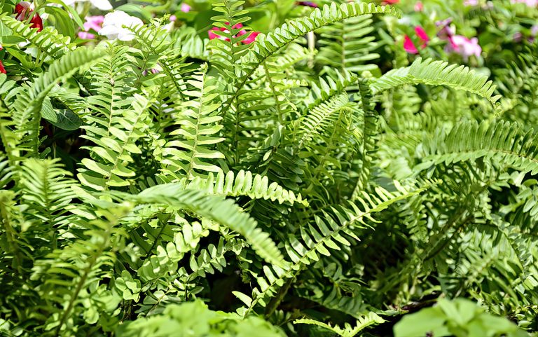 Boston Fern – The Pinnacle List