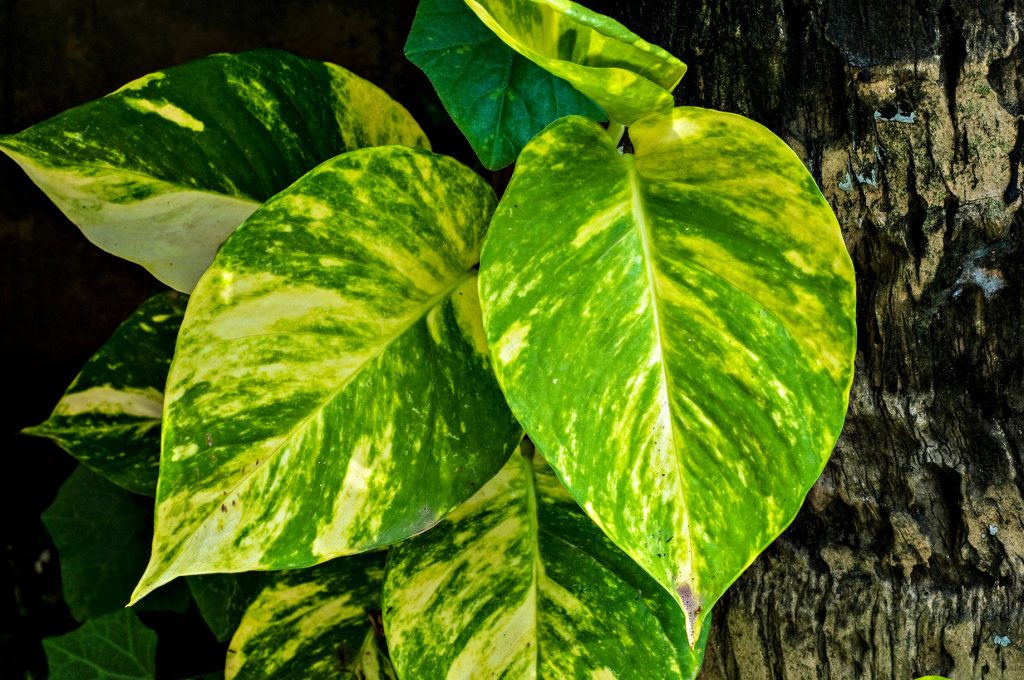 Golden Pothos – The Pinnacle List