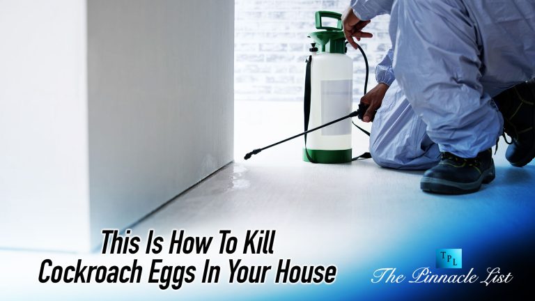 This Is How To Kill Cockroach Eggs In Your House – The Pinnacle List