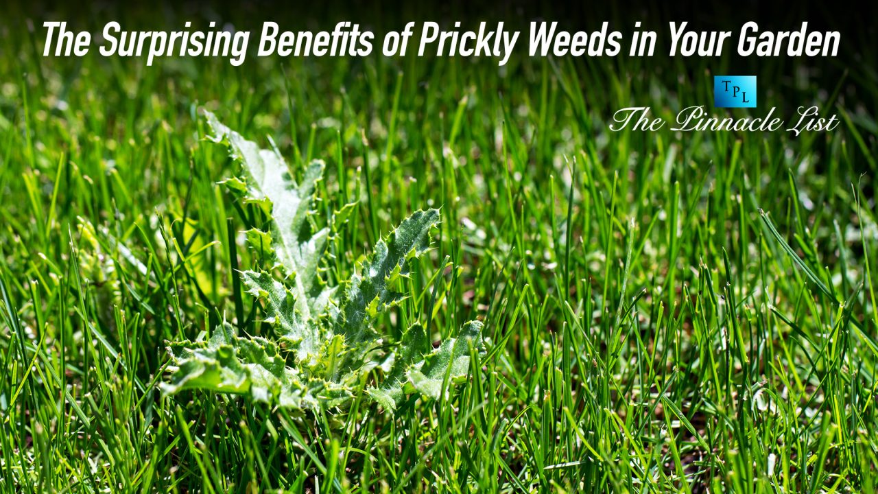 The Surprising Benefits of Prickly Weeds in Your Garden – The Pinnacle List