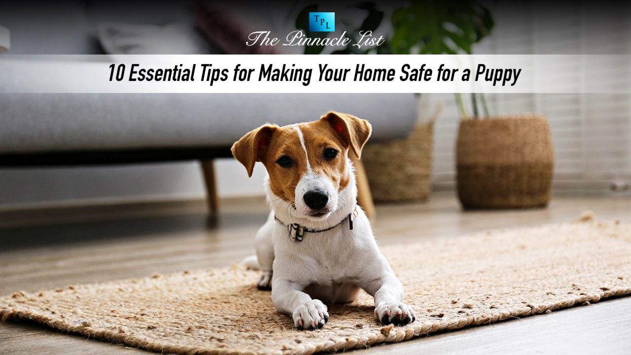 10 Essential Tips for Making Your Home Safe for a Puppy, Inside and Out – The Pinnacle List