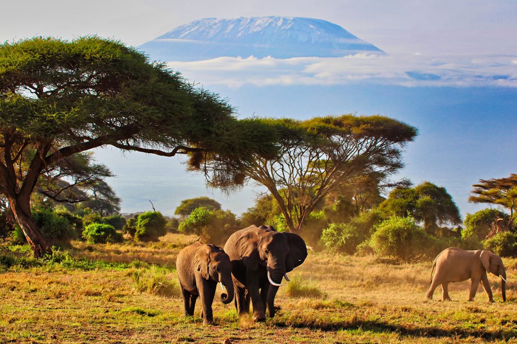 Elephants in Amboseli National Park before Mount Kilimanjaro in Kenya ...