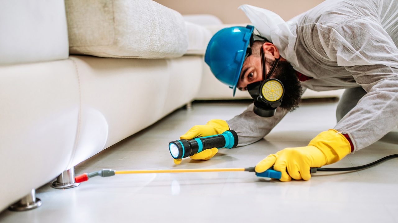 Pest Exterminator – The Pinnacle List