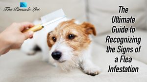 The Ultimate Guide to Recognizing the Signs of a Flea Infestation – The ...