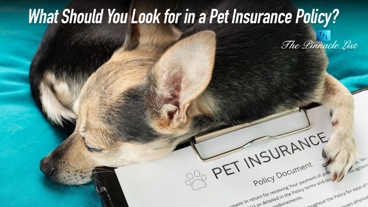 What Should You Look for in a Pet Insurance Policy? – The Pinnacle List