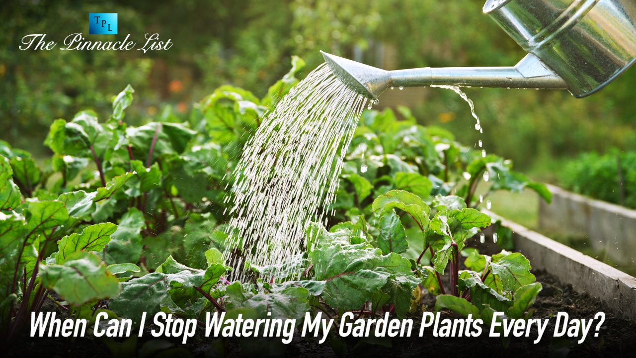 When Can I Stop Watering My Garden Plants Every Day? – The Pinnacle List
