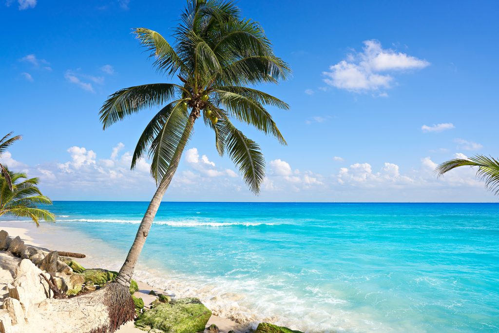 Beach Palm Trees in Riviera Maya Caribbean of Mexico in Playa del ...